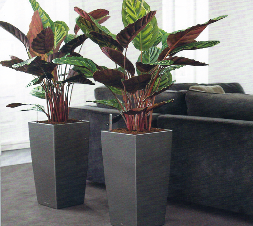 Fine Quality Planter Pots by Lechuza: Lechuza Malaysia - One Stop ...