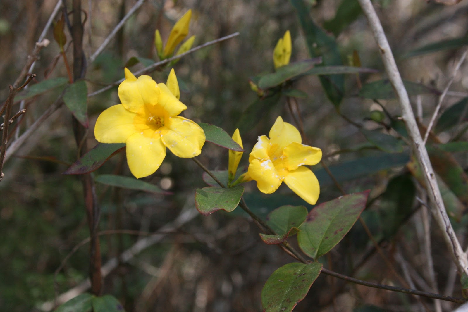 Native Florida Wildflowers: Swamp Jessamine - Gelsemium rankinii