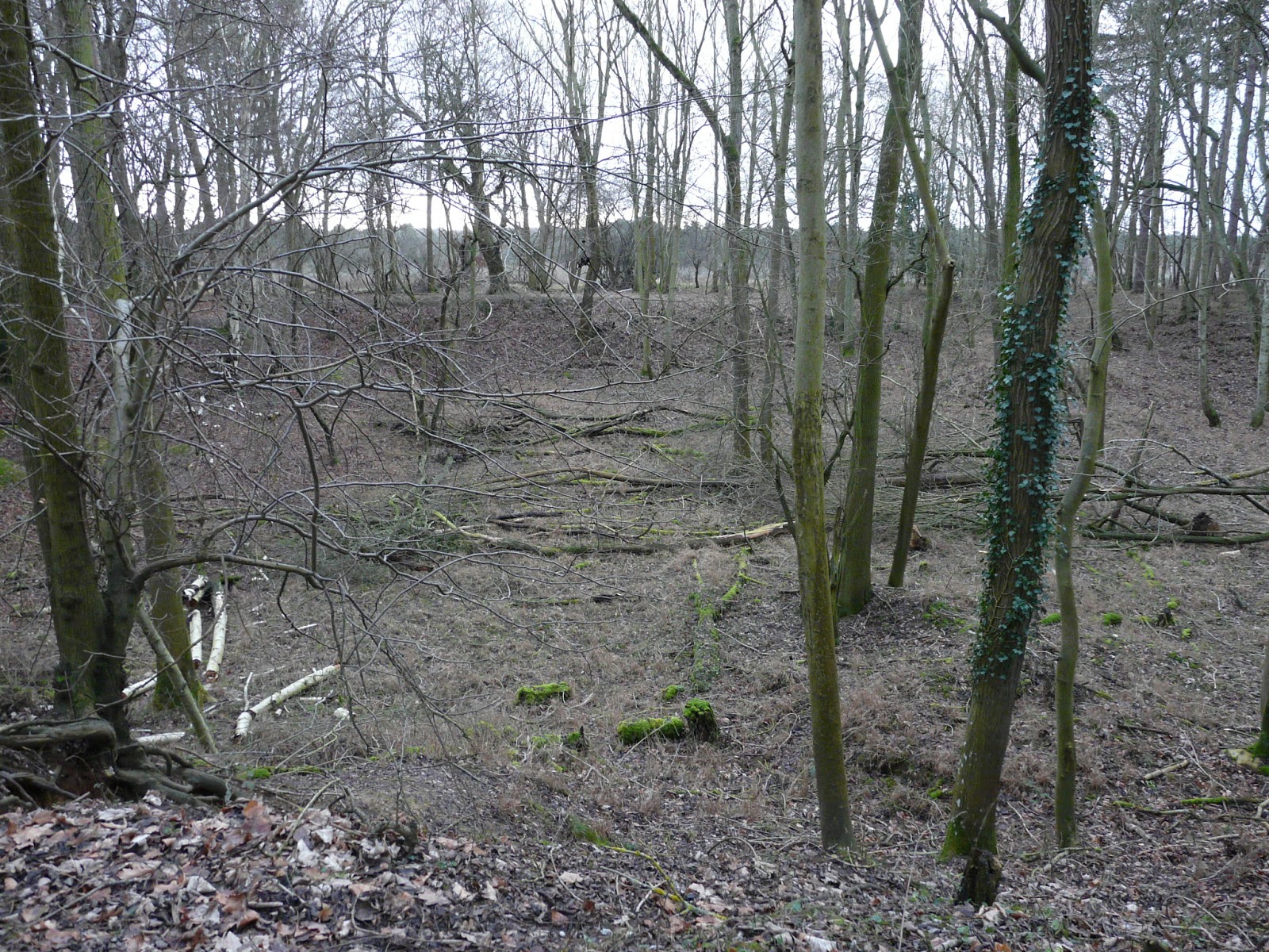 Cindy's Snaps: Beeches Pit, West Stow, Suffolk