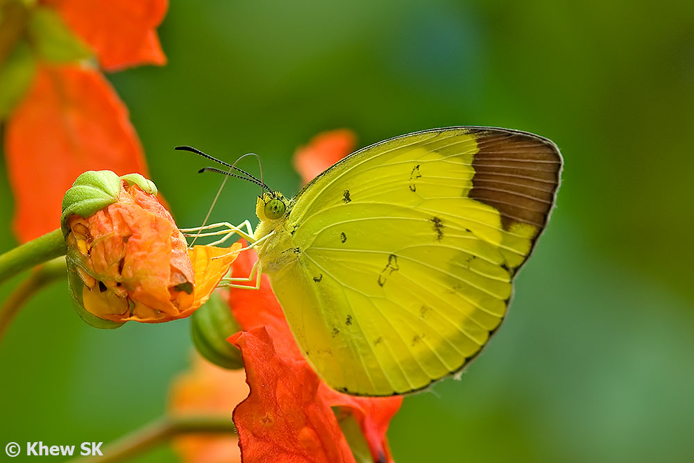 Butterflies of Singapore: Assorted Nectaring Plants