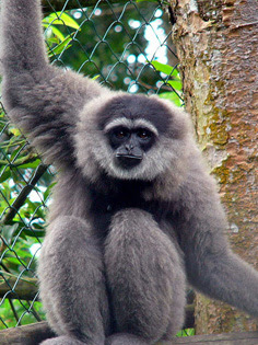 Laberinto en extinción: Gibón ceniciento (Hylobates moloch)