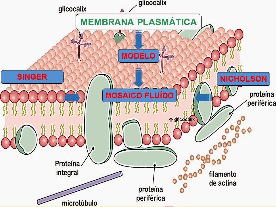 Professor Jimmy Oliveira: 1º ANO - CAPÍTULO 8 - MEMBRANA PLASMÁTICA