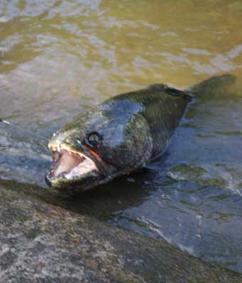 Goudwinning in Suriname: Bioloog Ouboter: 'Ik zou niet te veel grote ...
