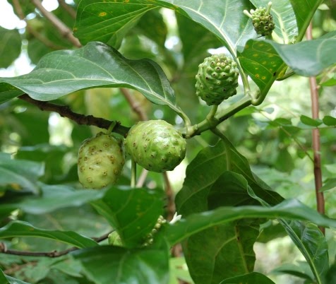 Buah Pace Atau Mengkudu, Obat Alami Asam Urat, Radang Lambung sampai ...
