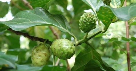 Buah Pace Atau Mengkudu, Obat Alami Asam Urat, Radang Lambung sampai ...