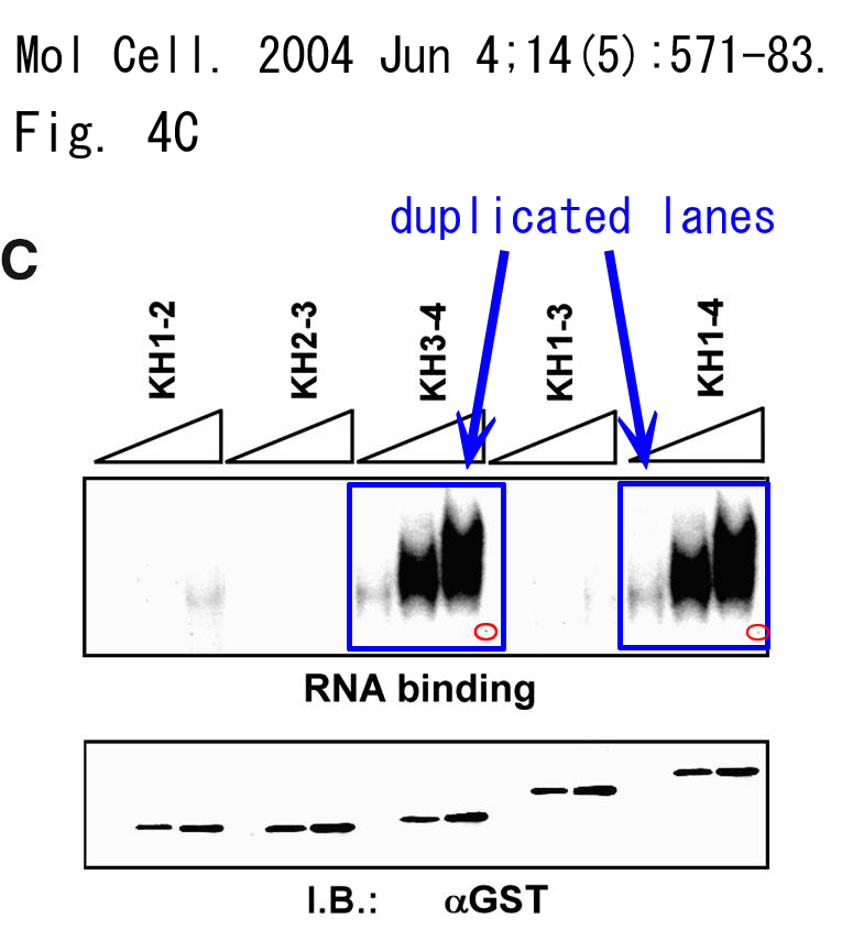 Michael Karin: A KH domain RNA binding protein, KSRP, promotes ARE ...
