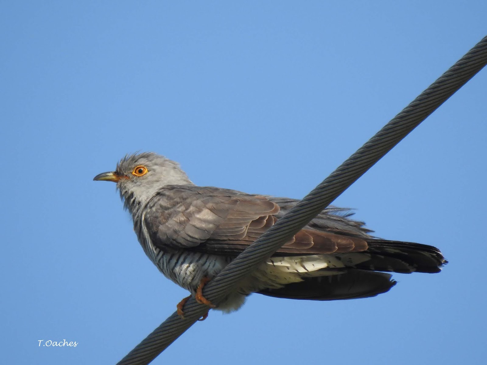 PASARI DIN ROMANIA: CUCUL (1), Cuculus canorus
