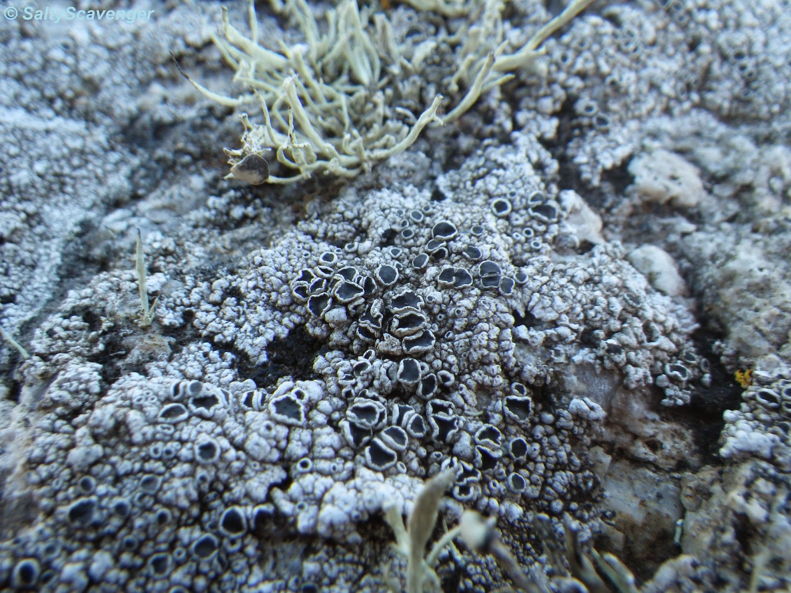 Rock Pooling: Rockpooling destination: Mousehole area, April 2014