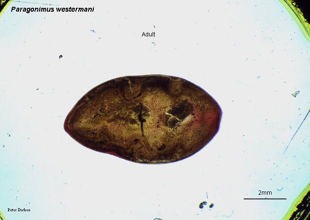 Under the Microscope: What a fluke.