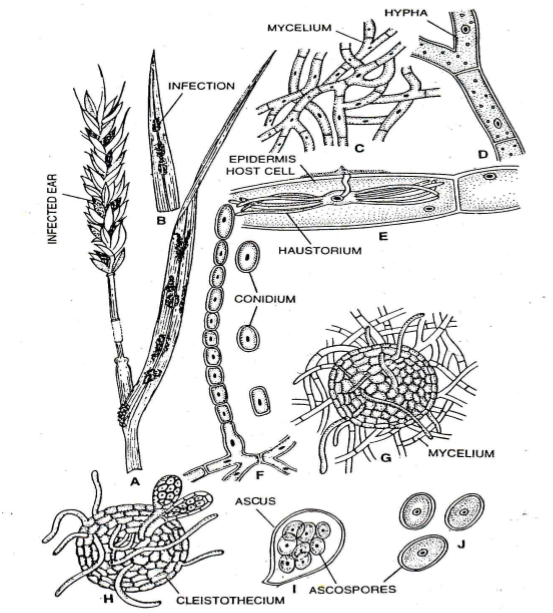 Powdery mildew of wheat - Basic Agricultural Study