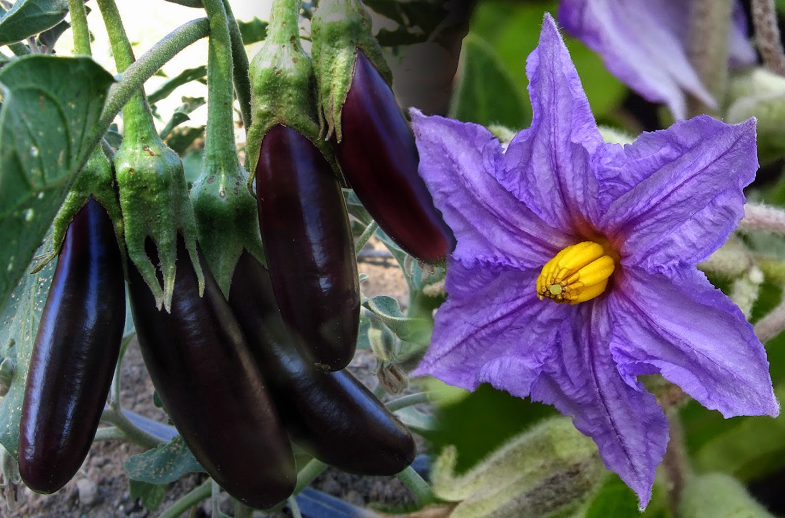 Intelliblog: ALL ABOUT EGGPLANTS