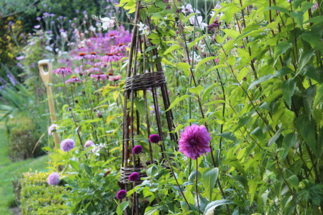 havedagbogen : Purpur sensommer