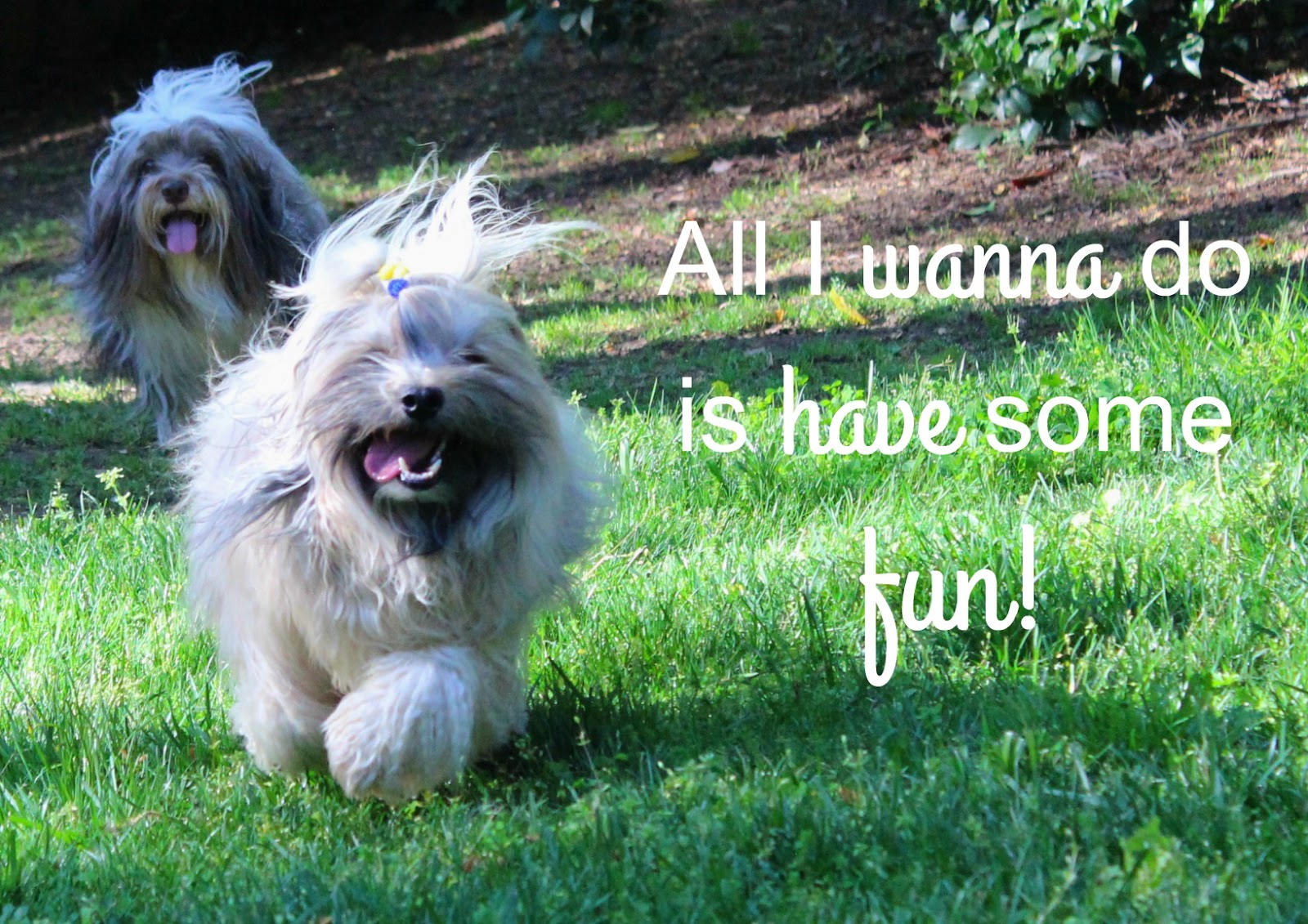 To Dog With Love: What I Learned From My Dog About Having Fun