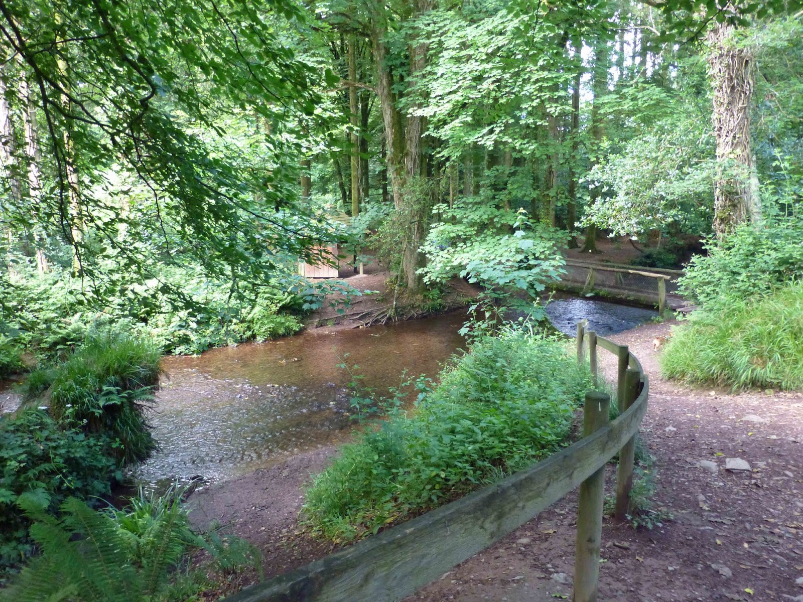 A Walk in Glenbower Wood