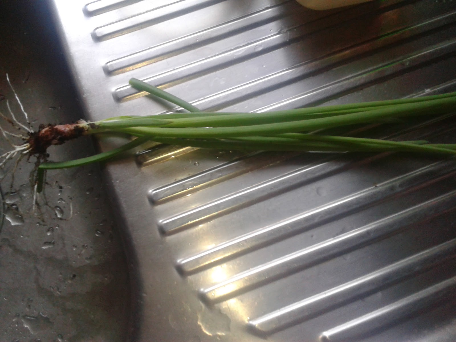 Be Health Aware: Growing Your Own Spring Onions