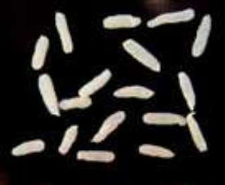 Doggy Bakery: Identifying Dog Worms and their Symptoms