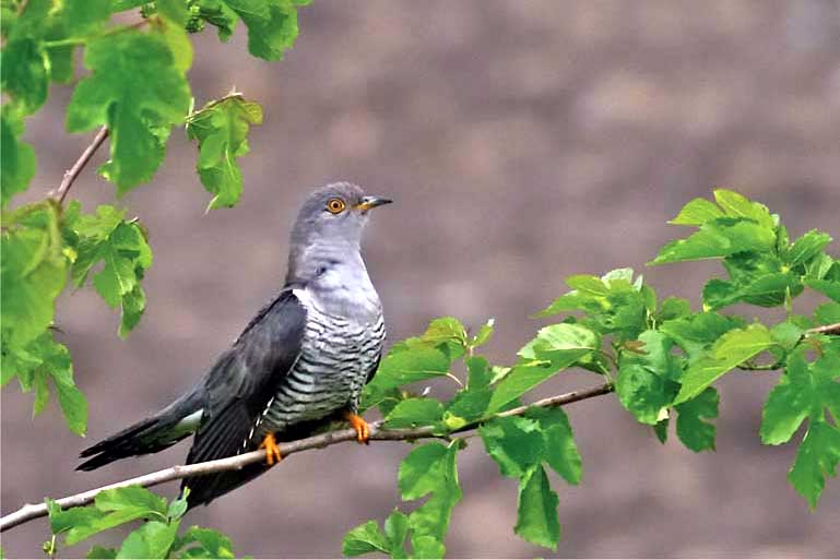 Simbol al primăverii, tu ești oare? – Meniu literar