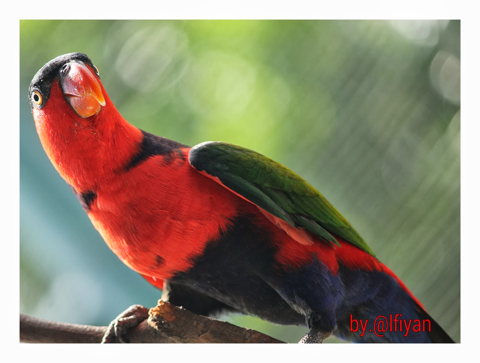 Burung Nuri Kepala hitam | Fotoku