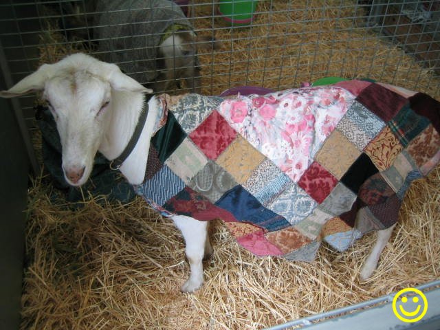 this western feeling: GOATS IN COATS