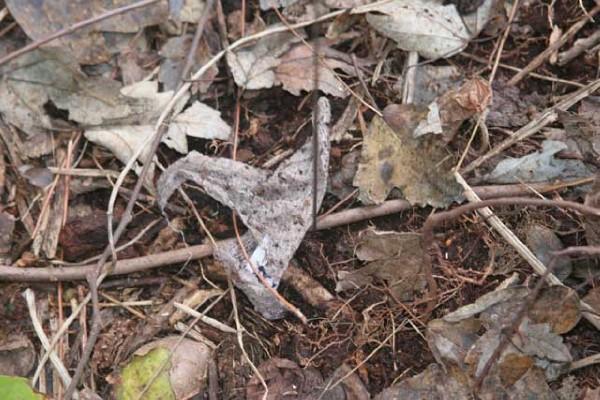 Anything about Everything: Caylee's skull and other pictures are shown