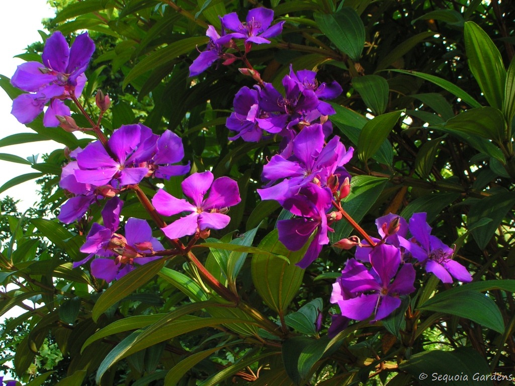 Madu Kelulut Anugerah Allah: POKOK / BUNGA KESUKAAN KELULUT