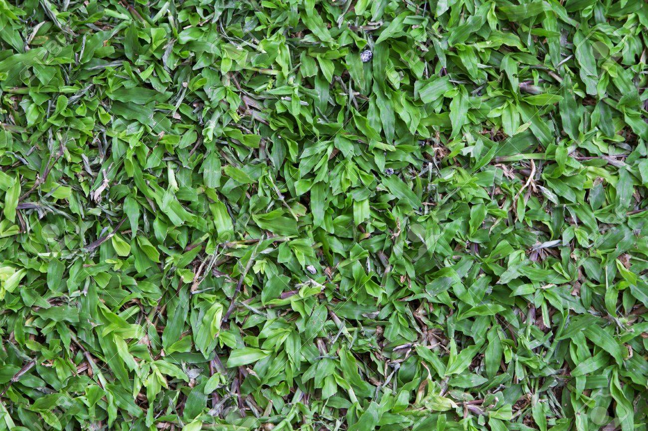 carabao grass - philippin news collections