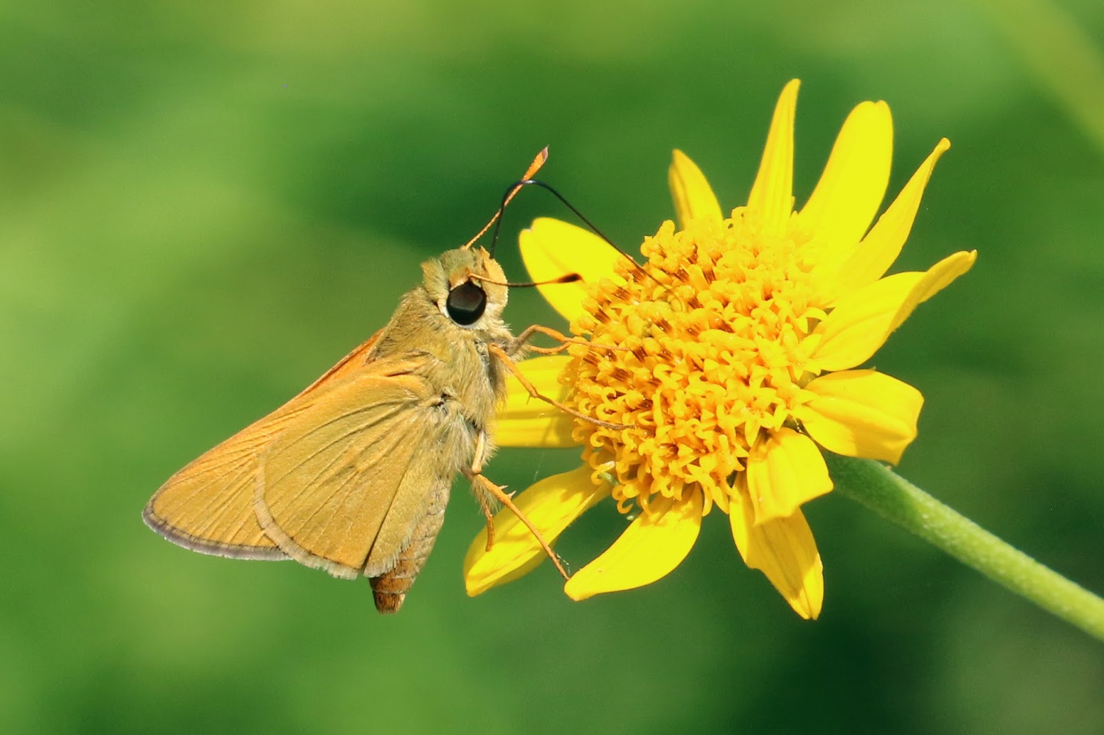 Rio Grande Valley Butterflies: National Butterfly Center, 9/29/15