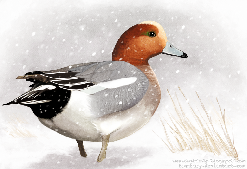 me and my birdy: eurasian wigeon and old squaw paintings (with progress ...