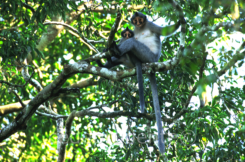 Borneo Safari: Primates of Borneo