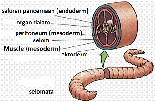 Kingdom Animalia (Kelas X Semester 2) ~ Belajar Biologi SMA