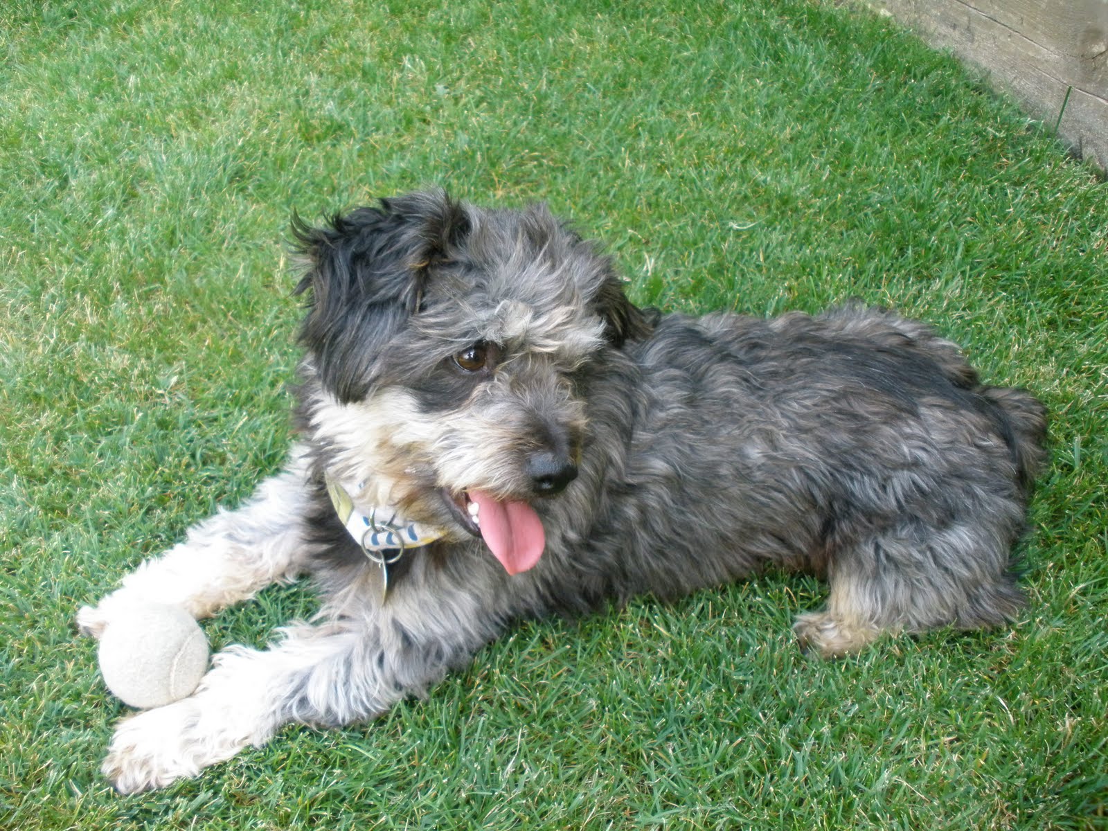 Partyinthebagpack: UN VIAJE DE PERROS