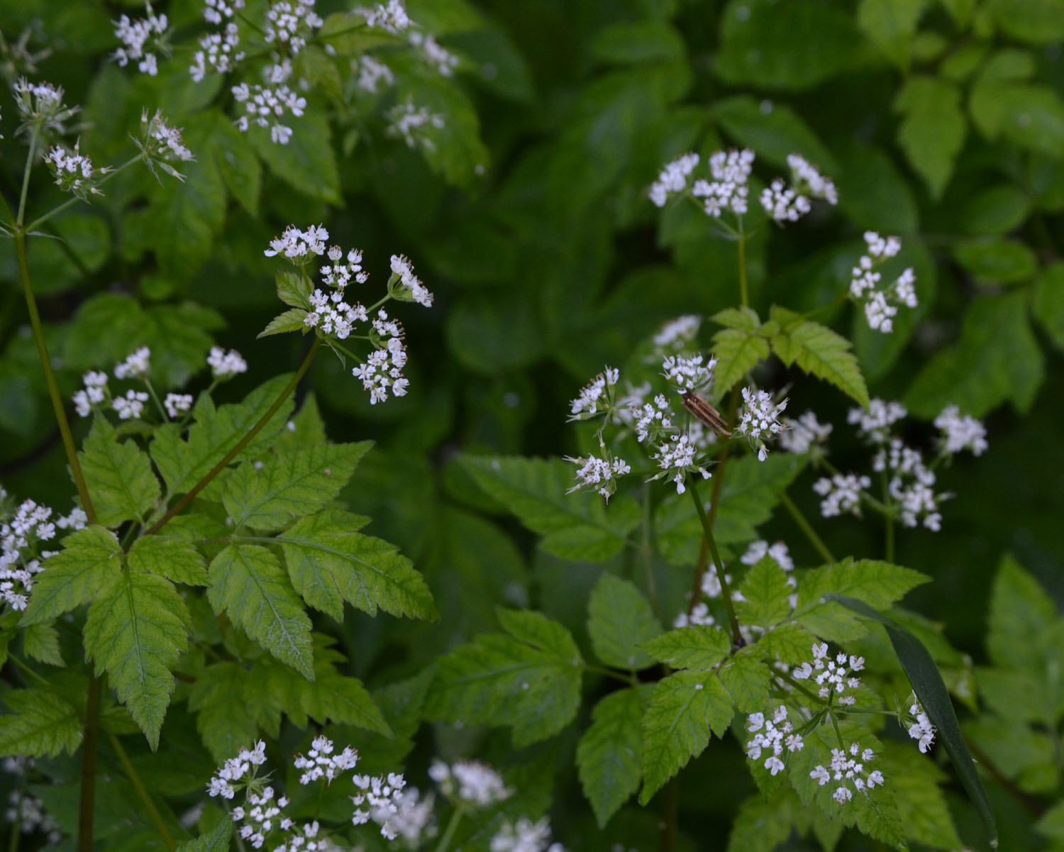Woods Walks and Wildlife: Back in Connecticut, with a new toy