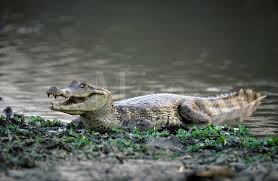 LATIN AMERICA ANIMALS: SOME REPTILES OF SOUTH AMERICA