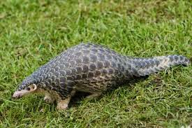 10 Hewan Langka Yang Ada Di Bali - MEMBUDIDAYAKAN FLORA DAN FAUNA ASLI ...