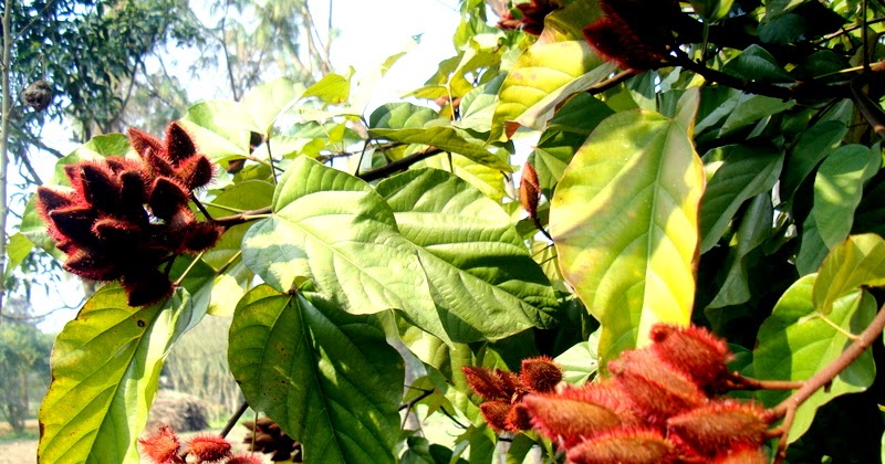Taste of Nepal: Sindur Tree of Nepal (सिन्दुर को रुख) Sindure