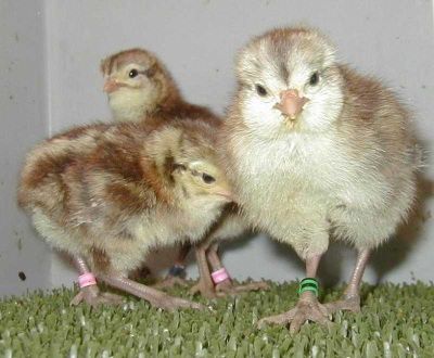 Crescatorie si preparate culinare din PREPELITE si FAZANI: Cresterea ...