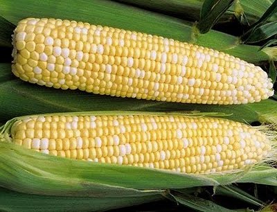 EKOGEO: JAGUNG : BAHAN MAKANAN POKOK KEDUA