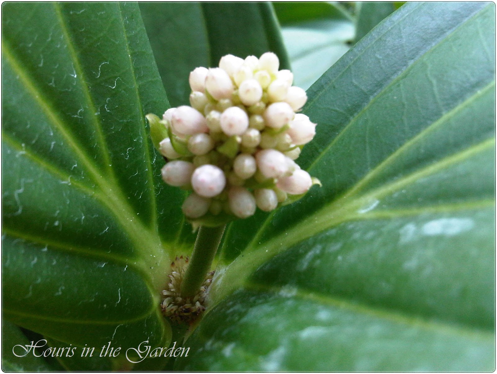 Houris in the Garden: Medinilla Astronioides