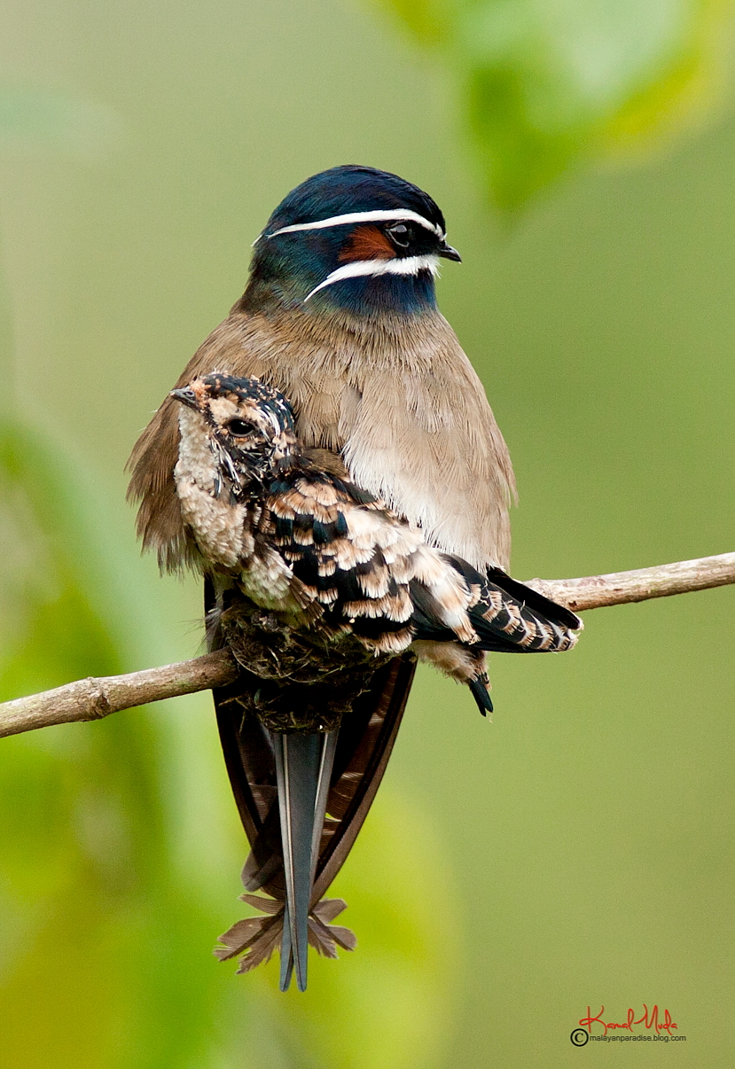 SOUTH EAST ASIA BIRDS - Malaysia birds paradise: Whiskered Treeswift ...