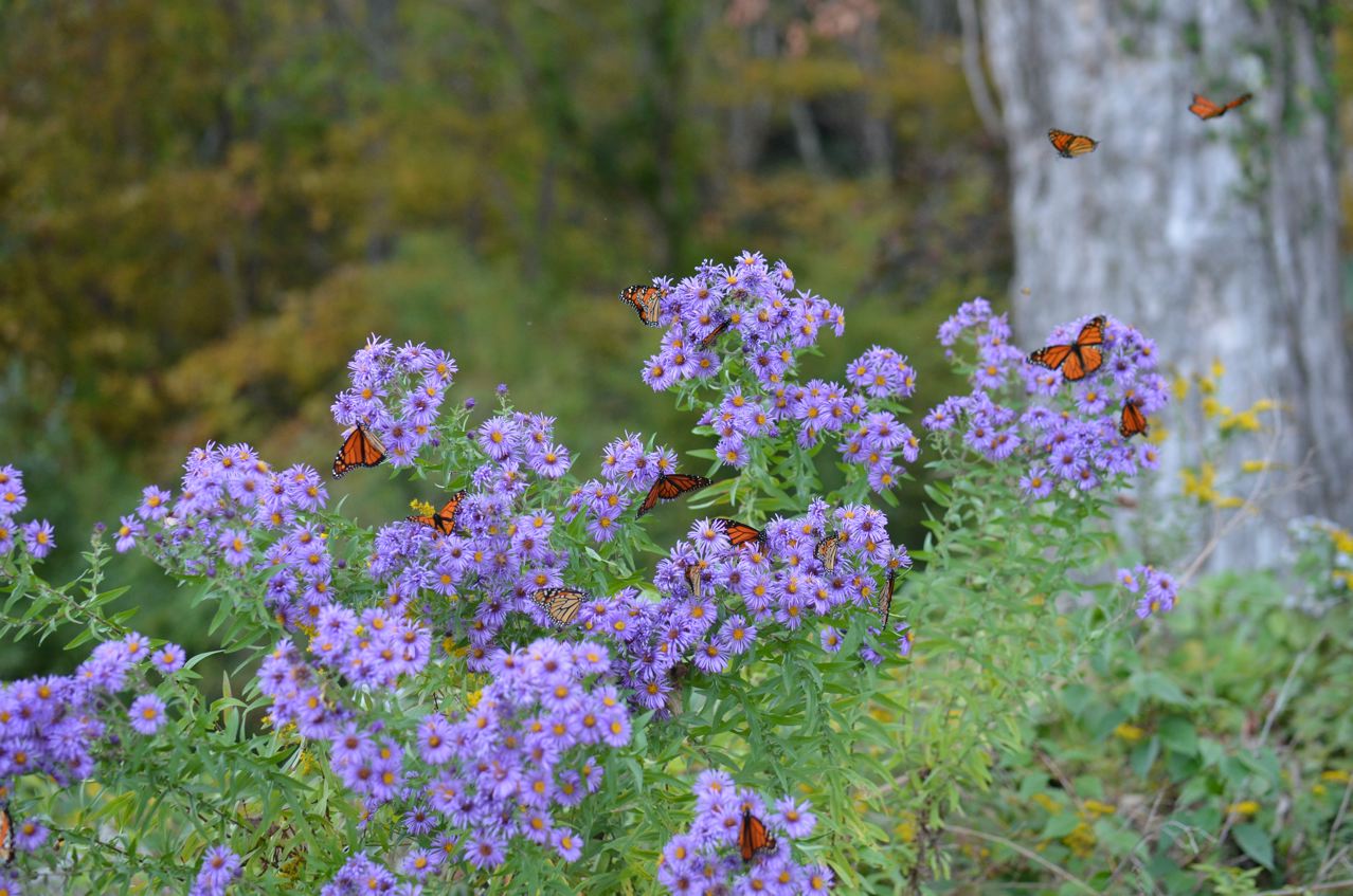 Flower Hill Farm: Wild and Native New England Asters Attract Wildlife
