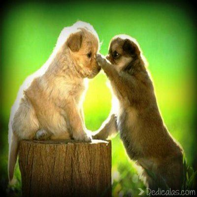 Imagenes de perros tiernos | IMAGENES DE AMOR CON FRASES