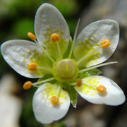 APRENDIENDO A CLASIFICAR LAS FLORES Y SUS TIPOS: LA FLOR