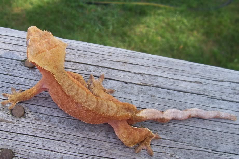 Reptileobsession: Crested Gecko calcium deficiency