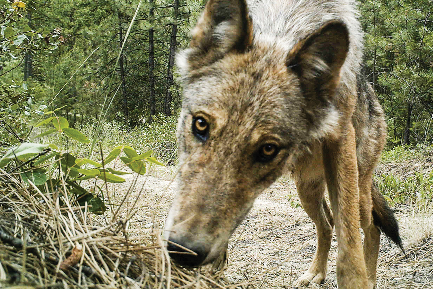 Persona Non Grata: New Wolf Pack in Washington State