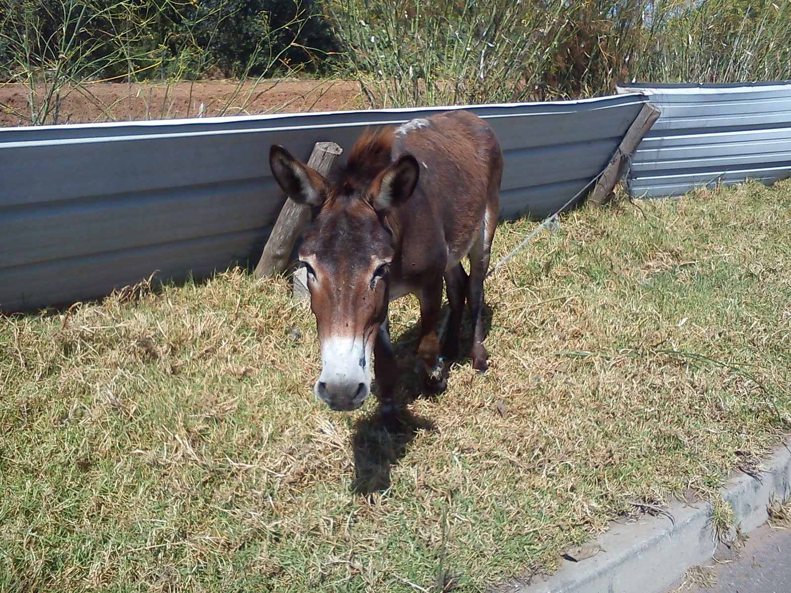 To & For Pets: Âne/Donkey