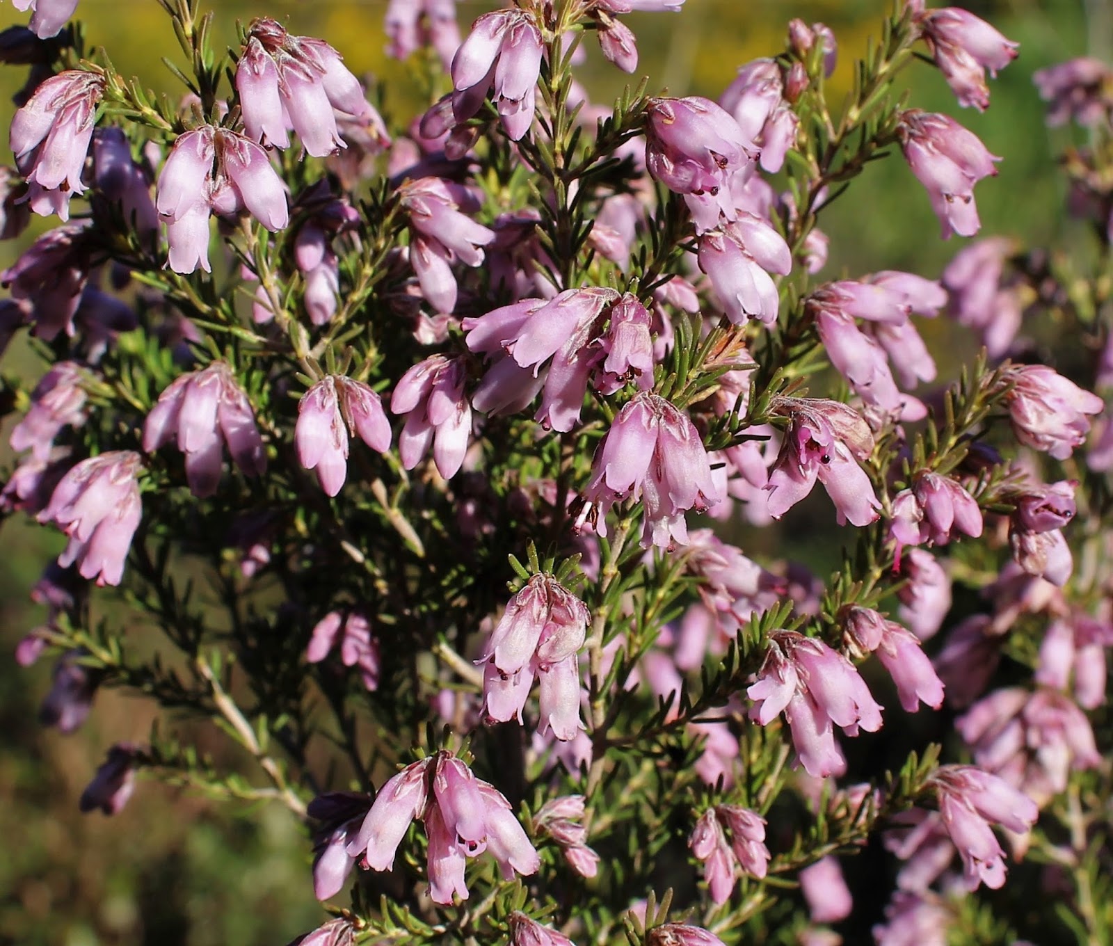 Plantas: Beleza e Diversidade: Urze-vermelha (Erica australis)