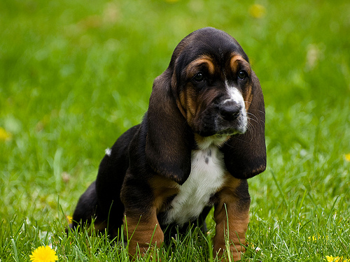 Lil' Dog Whisperer: Basset Hound