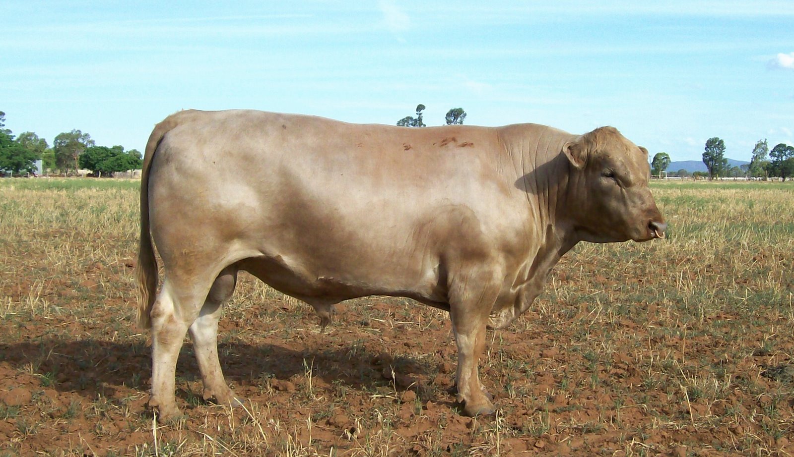 Mabelie Square Meaters Cattle Stud: Sires