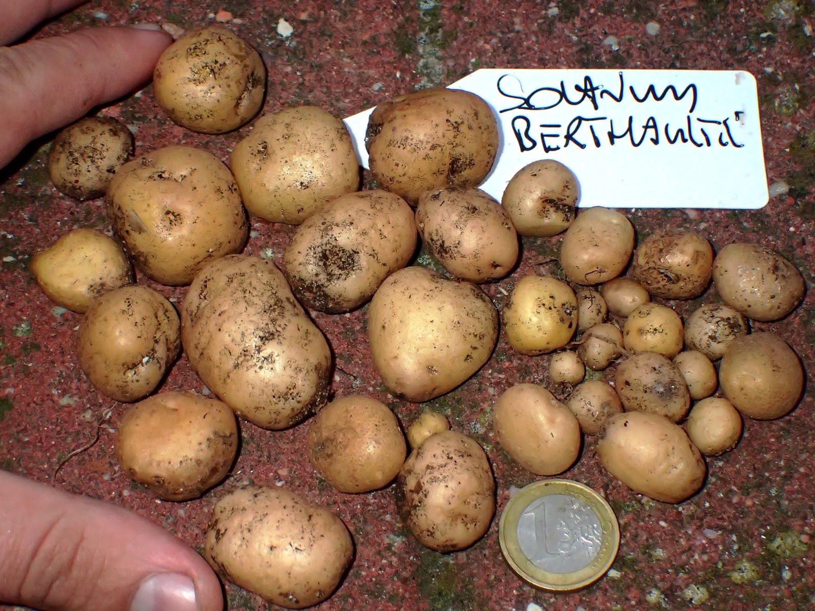 Scirpidiella's Plants: Wild potato species (Solanum sect. Petota) - part II