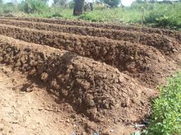 PO9 FARM PRACTICES: YAM CULTIVATION